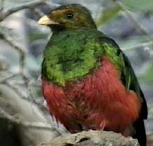 Home-Page of the "Quetzal"